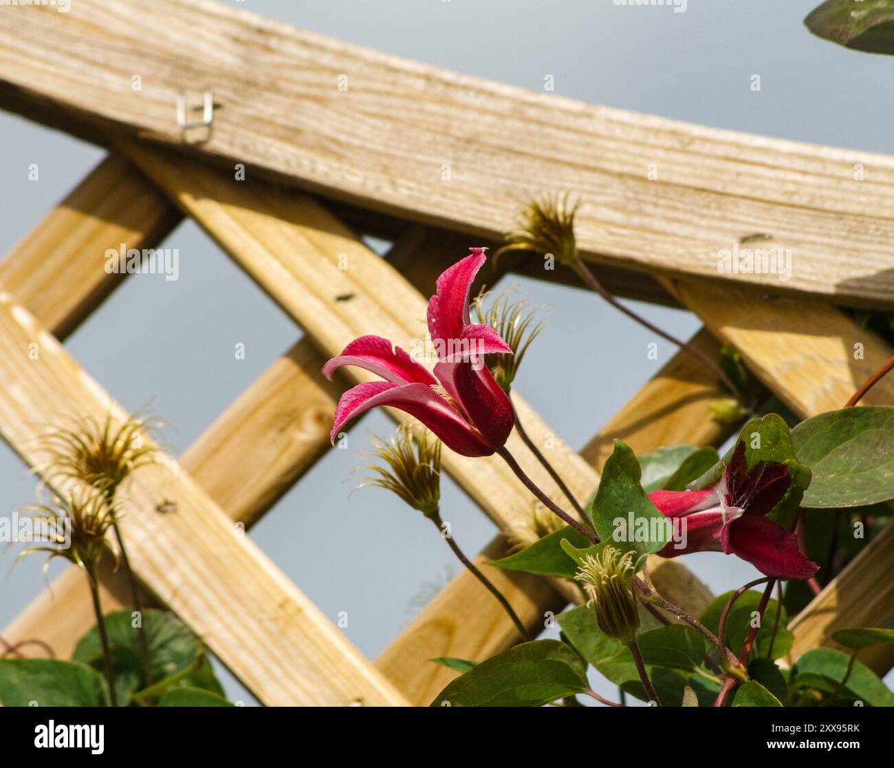 Clematis 'Princess Diana' Stock Photo - Alamy