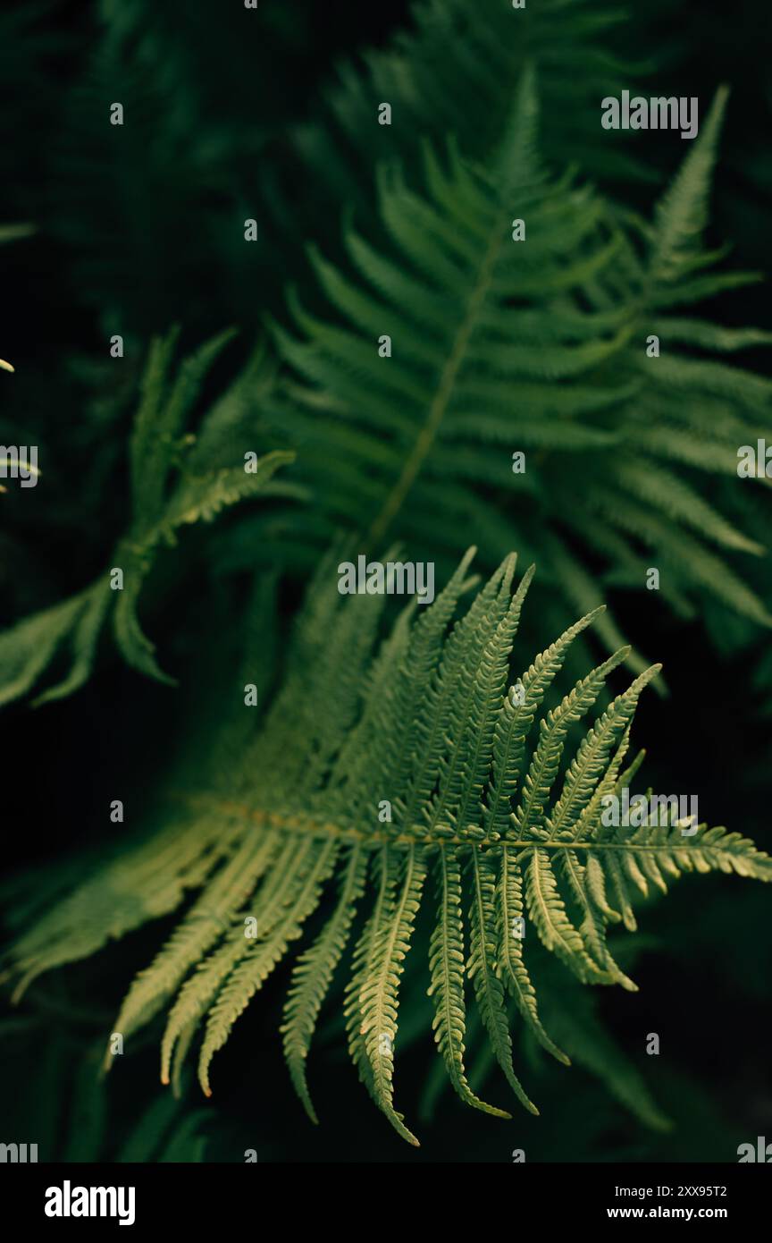 Beautiful fern leaf texture in nature. Natural ferns blurred background ...