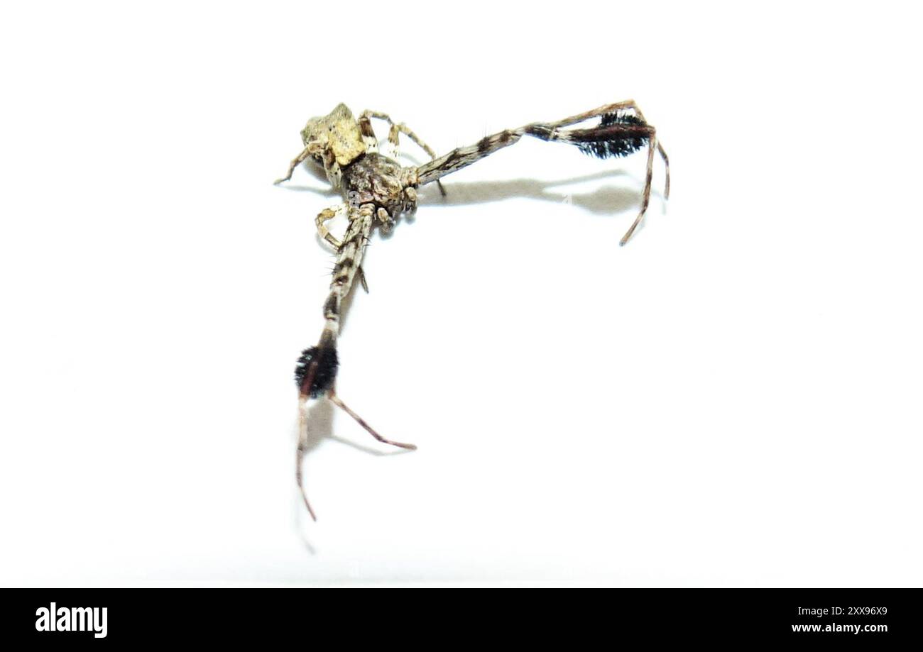 Bearded-legs Crab Spider (Stephanopis barbipes) Arachnida Stock Photo ...