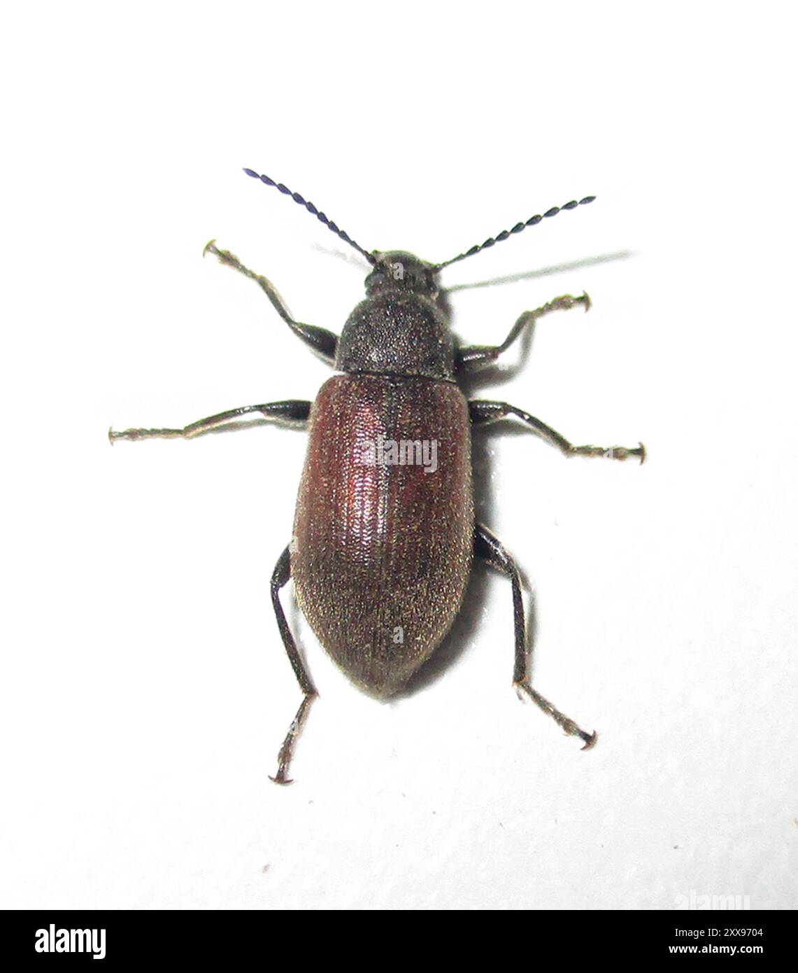 Long-jointed Beetles (Lagriinae) Insecta Stock Photo - Alamy