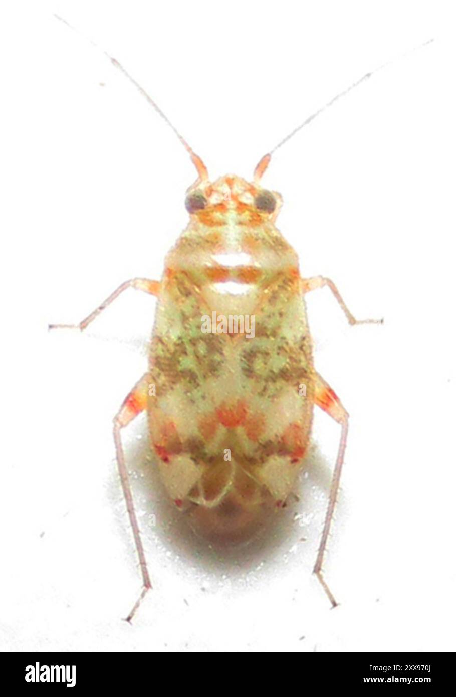 Plant Bugs (Miridae) Insecta Stock Photo - Alamy