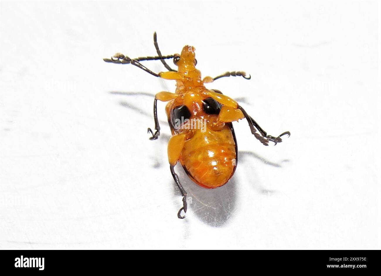 Stethopachys formosa hi-res stock photography and images - Alamy