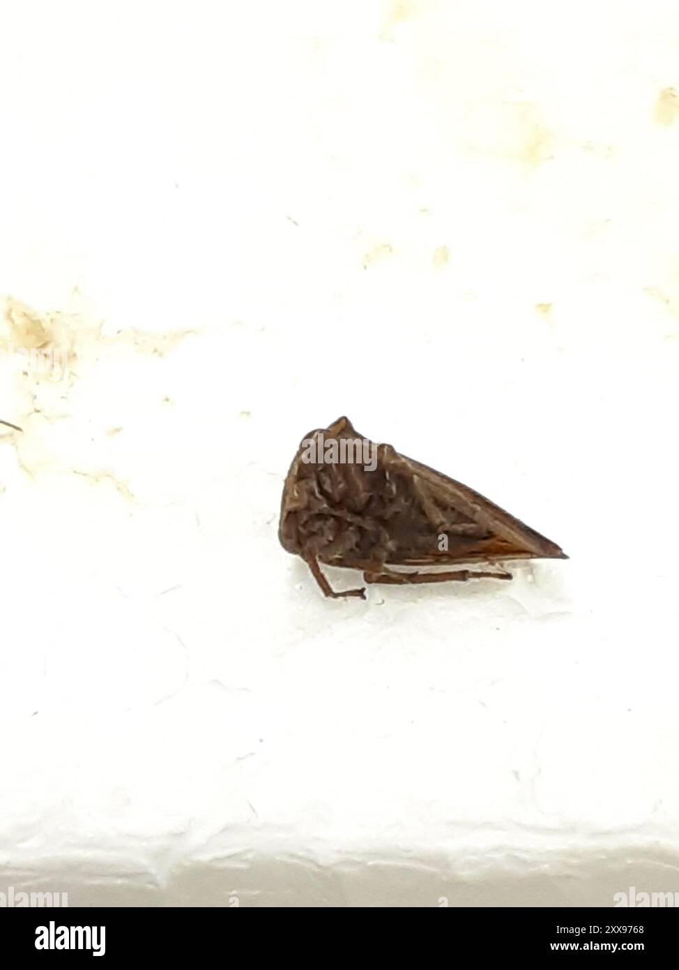 (Archasia pallida) Insecta Stock Photo - Alamy