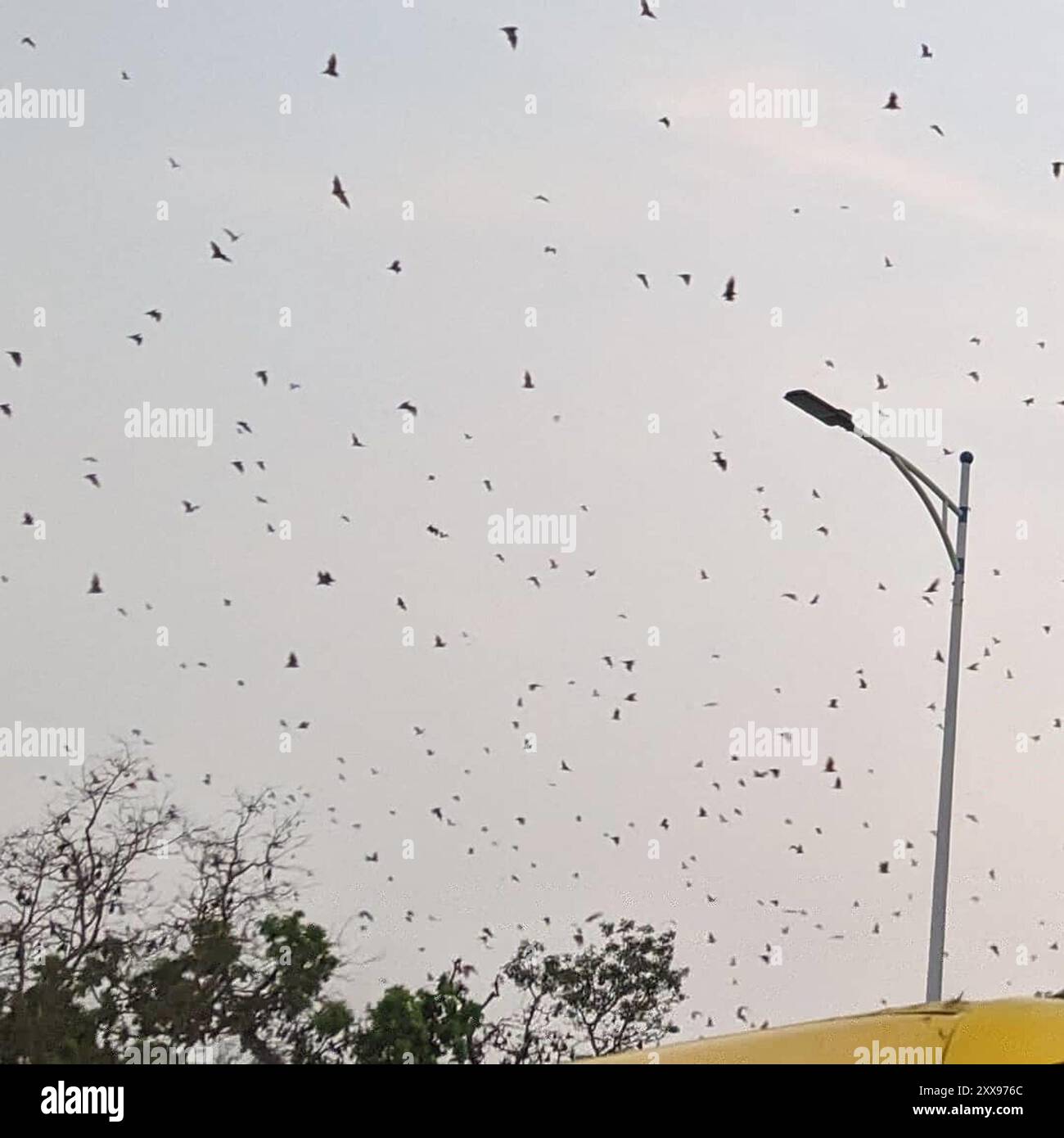 Straw-coloured Fruit Bat (Eidolon helvum) Mammalia Stock Photo - Alamy