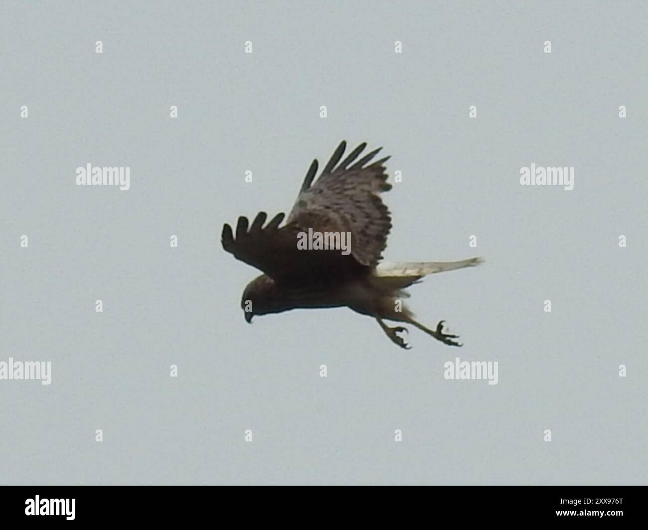 Swamp Harrier (Circus approximans) Aves Stock Photo - Alamy