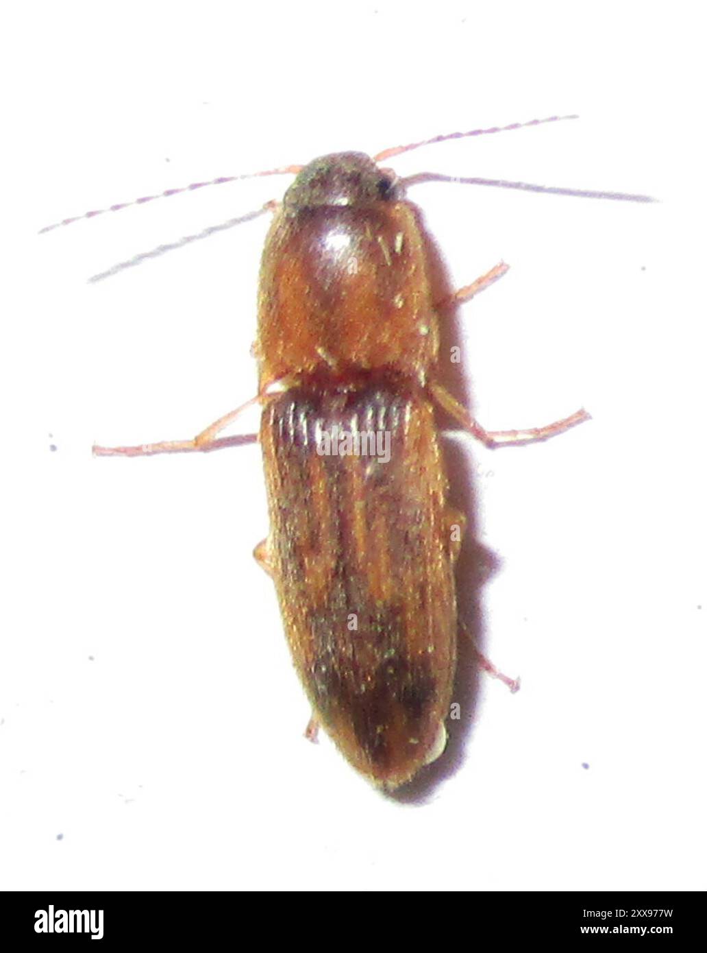 Click Beetles (Elateridae) Insecta Stock Photo - Alamy