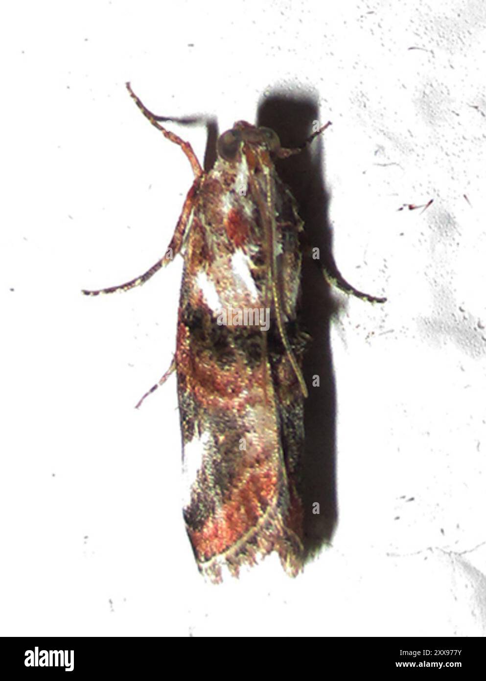 Knot-horn Moths (Phycitinae) Insecta Stock Photo - Alamy