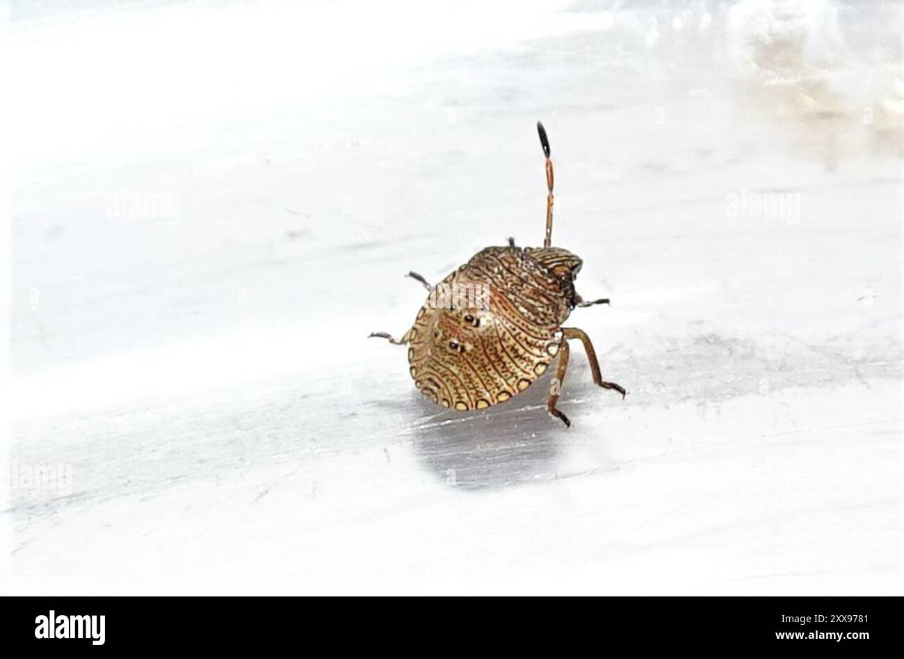 Stink Bugs (Pentatomidae) Insecta Stock Photo - Alamy