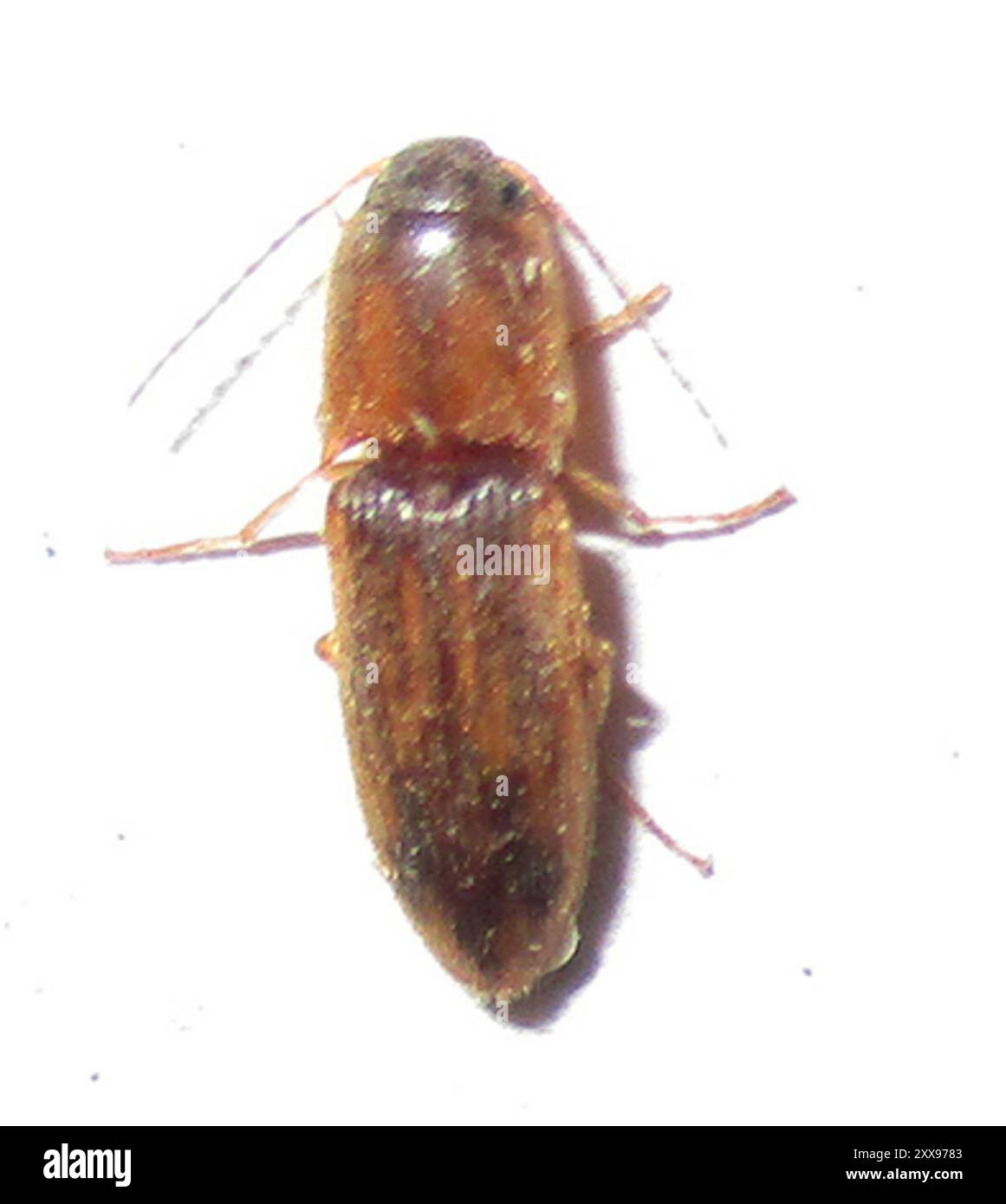 Click Beetles (Elateridae) Insecta Stock Photo - Alamy