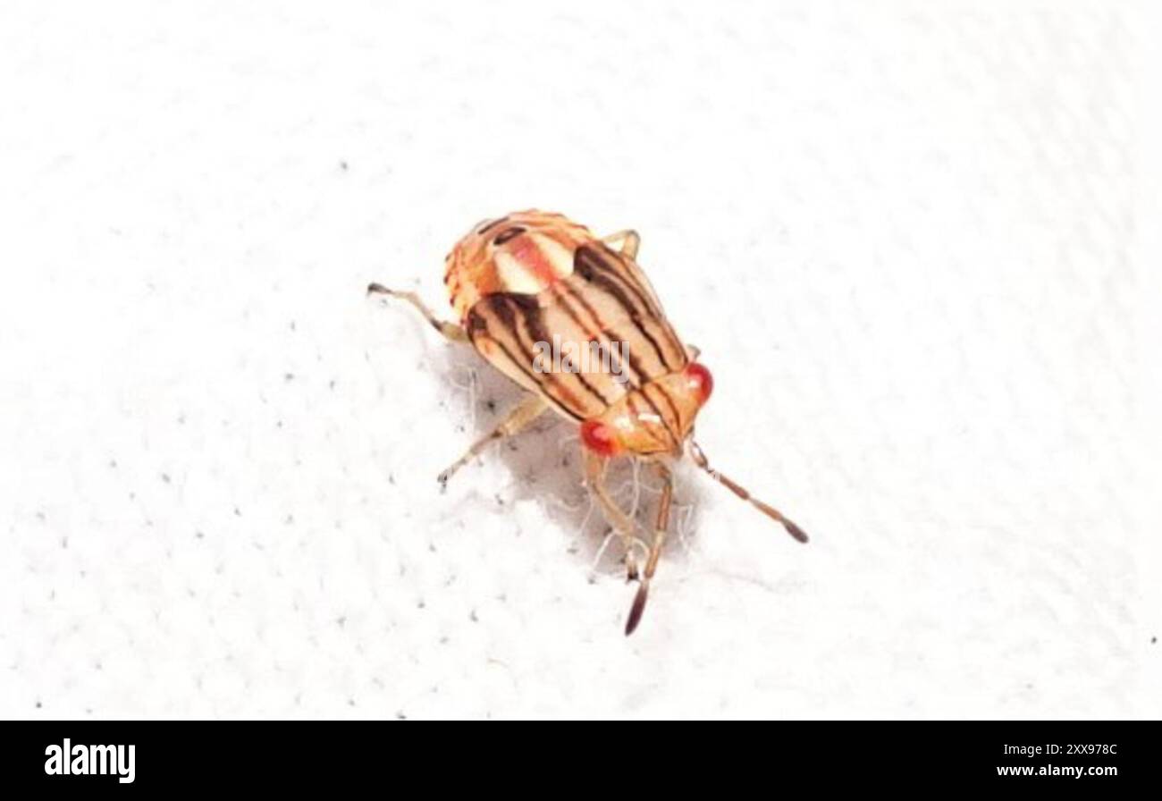 Big-eyed Bugs (Geocoridae) Insecta Stock Photo - Alamy