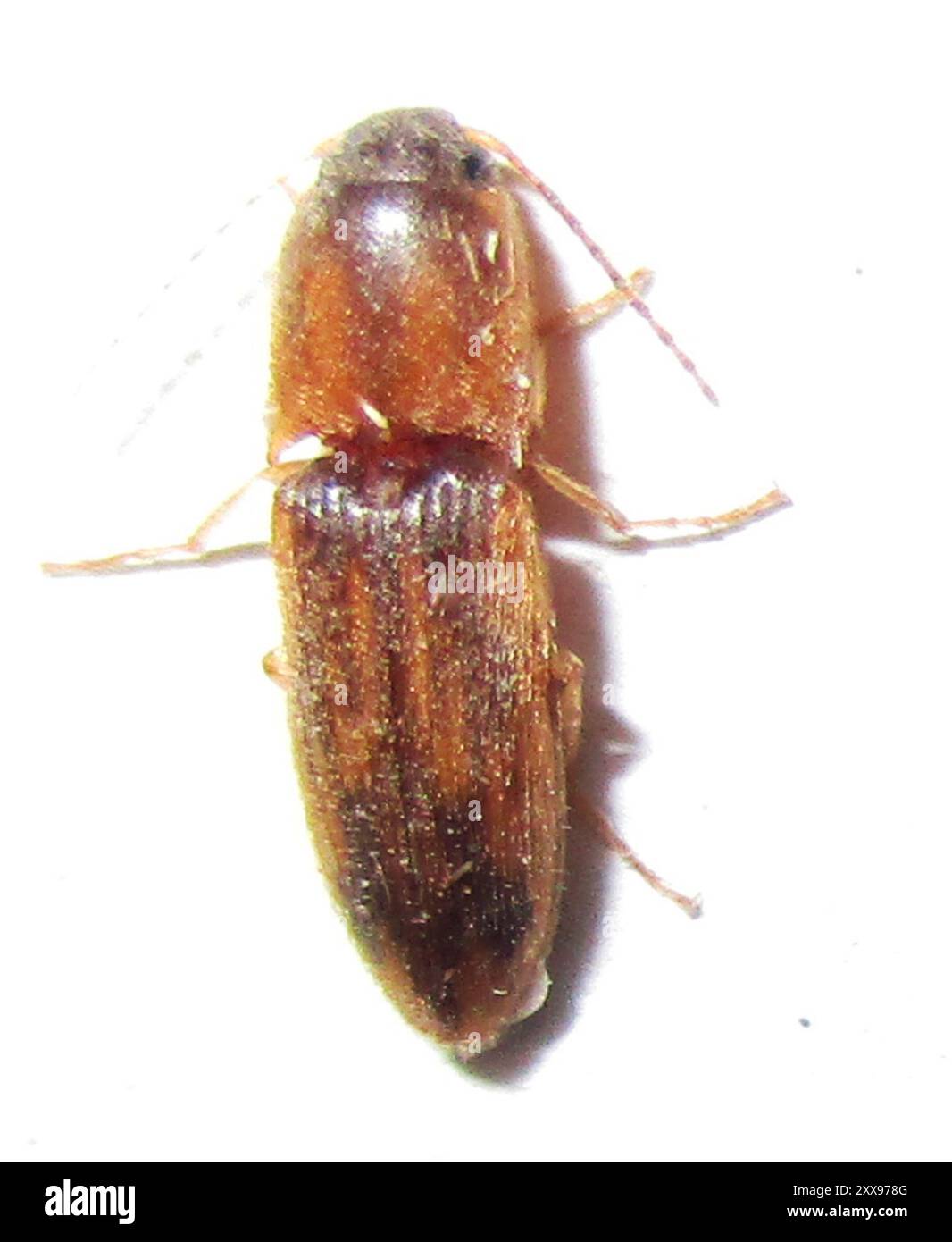 Click Beetles (Elateridae) Insecta Stock Photo - Alamy