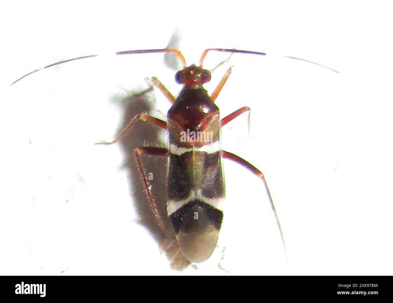 Plant Bugs (Miridae) Insecta Stock Photo - Alamy