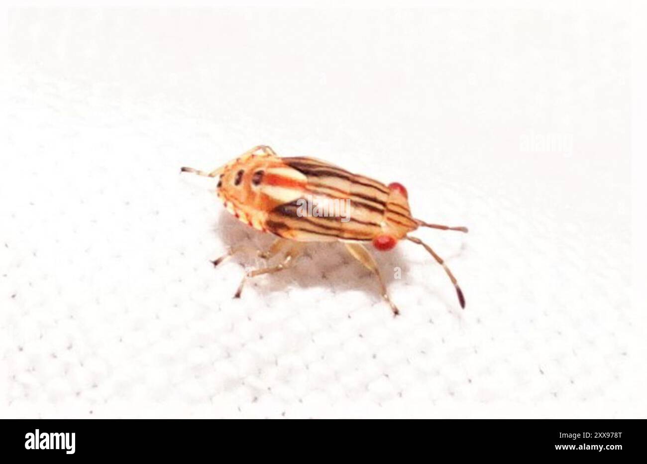 Big-eyed Bugs (Geocoridae) Insecta Stock Photo - Alamy