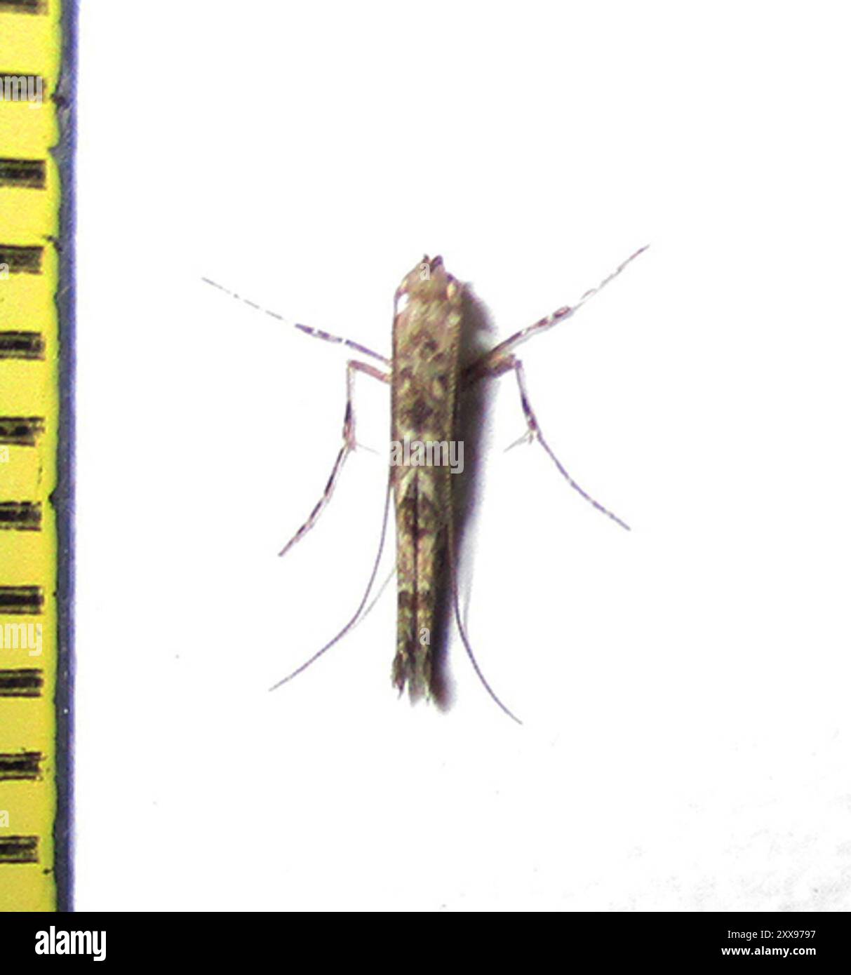 Leaf Blotch Miner Moths (Gracillariidae) Insecta Stock Photo - Alamy