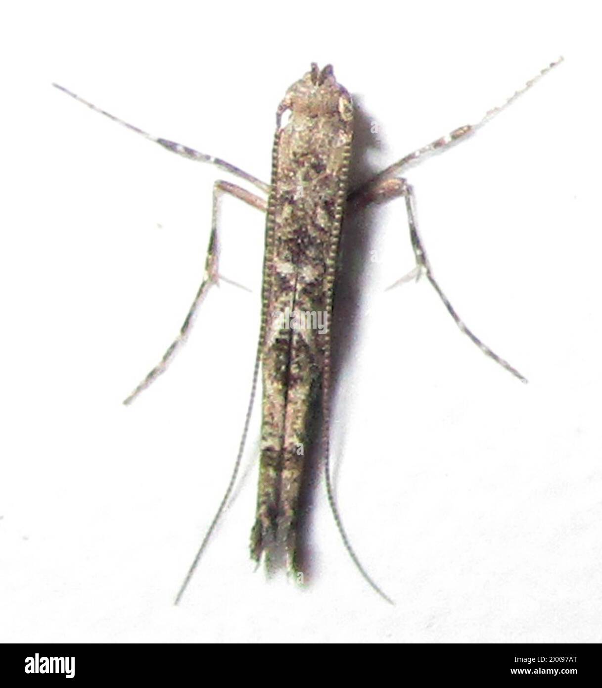 Leaf Blotch Miner Moths (Gracillariidae) Insecta Stock Photo - Alamy