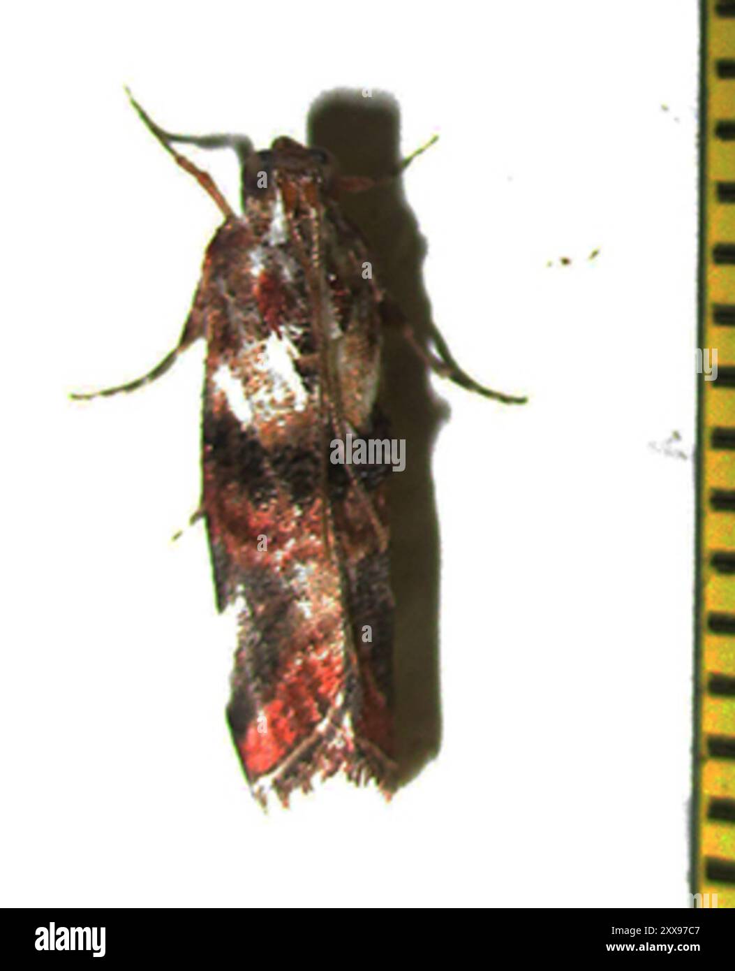 Knot-horn Moths (Phycitinae) Insecta Stock Photo - Alamy