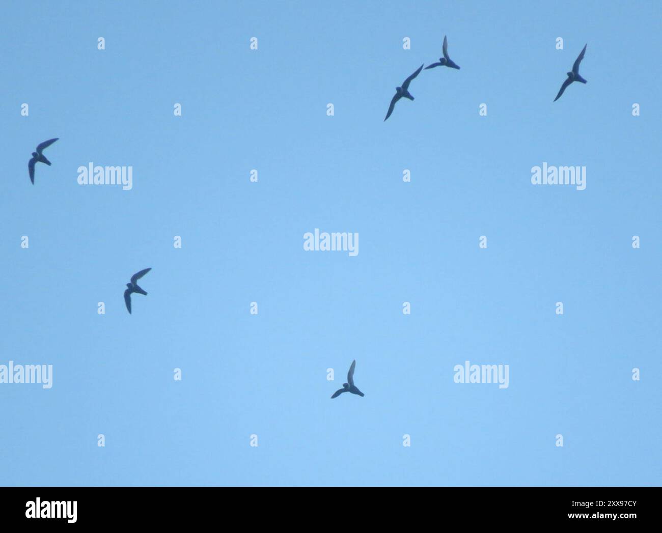 White-collared Swift (Streptoprocne zonaris) Aves Stock Photo - Alamy