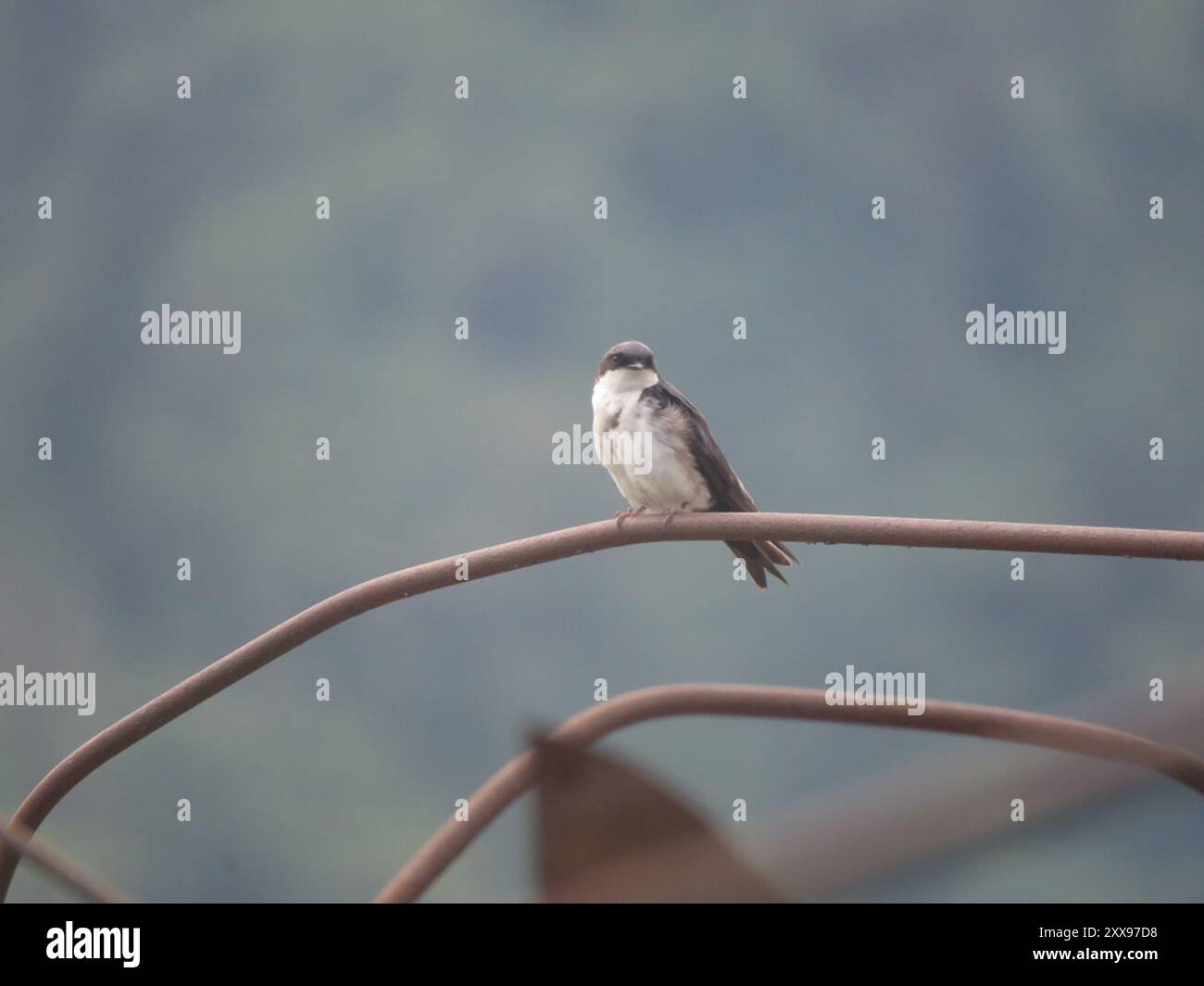 Blue-and-white Swallow (Pygochelidon cyanoleuca) Aves Stock Photo - Alamy