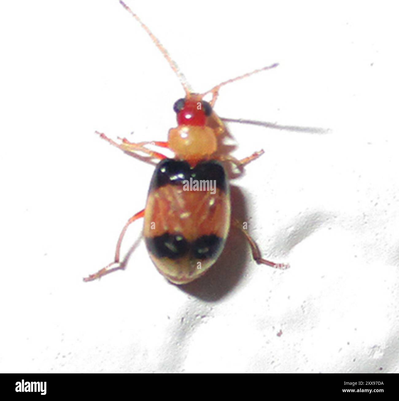 Blackbelly Leafbeetle (Monolepta melanogaster) Insecta Stock Photo - Alamy