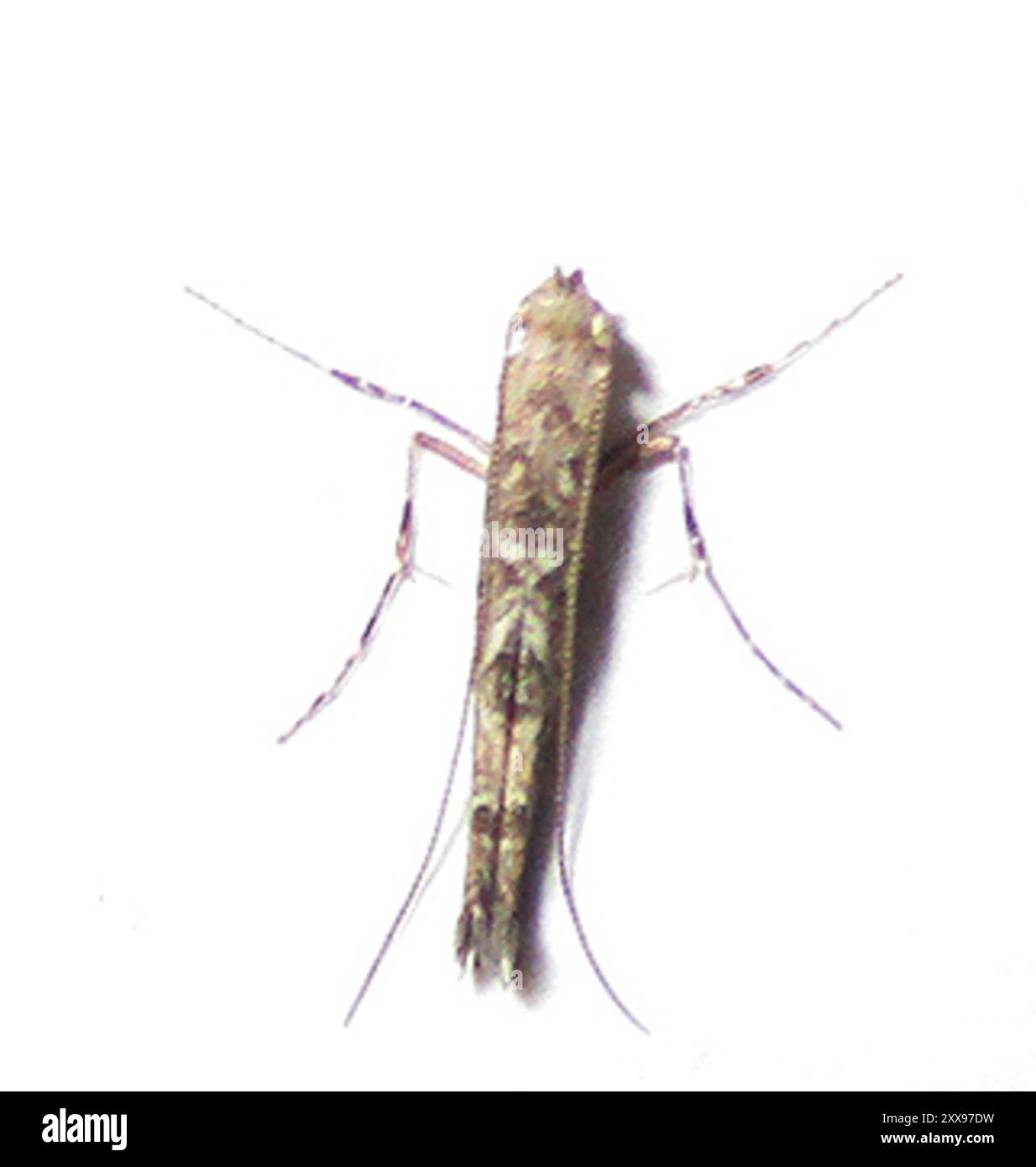 Leaf Blotch Miner Moths (Gracillariidae) Insecta Stock Photo - Alamy