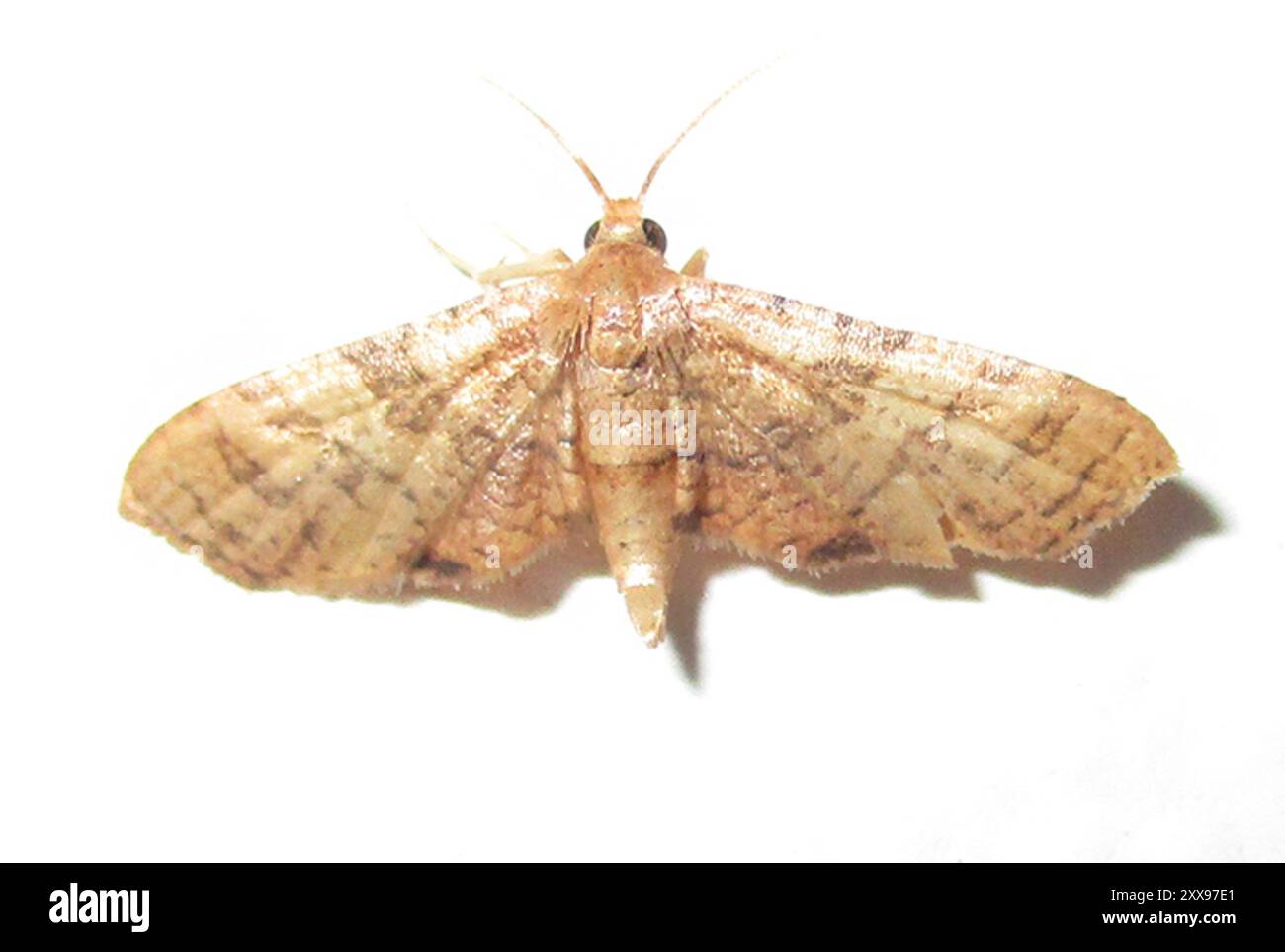 Geometer Moths (Geometridae) Insecta Stock Photo - Alamy