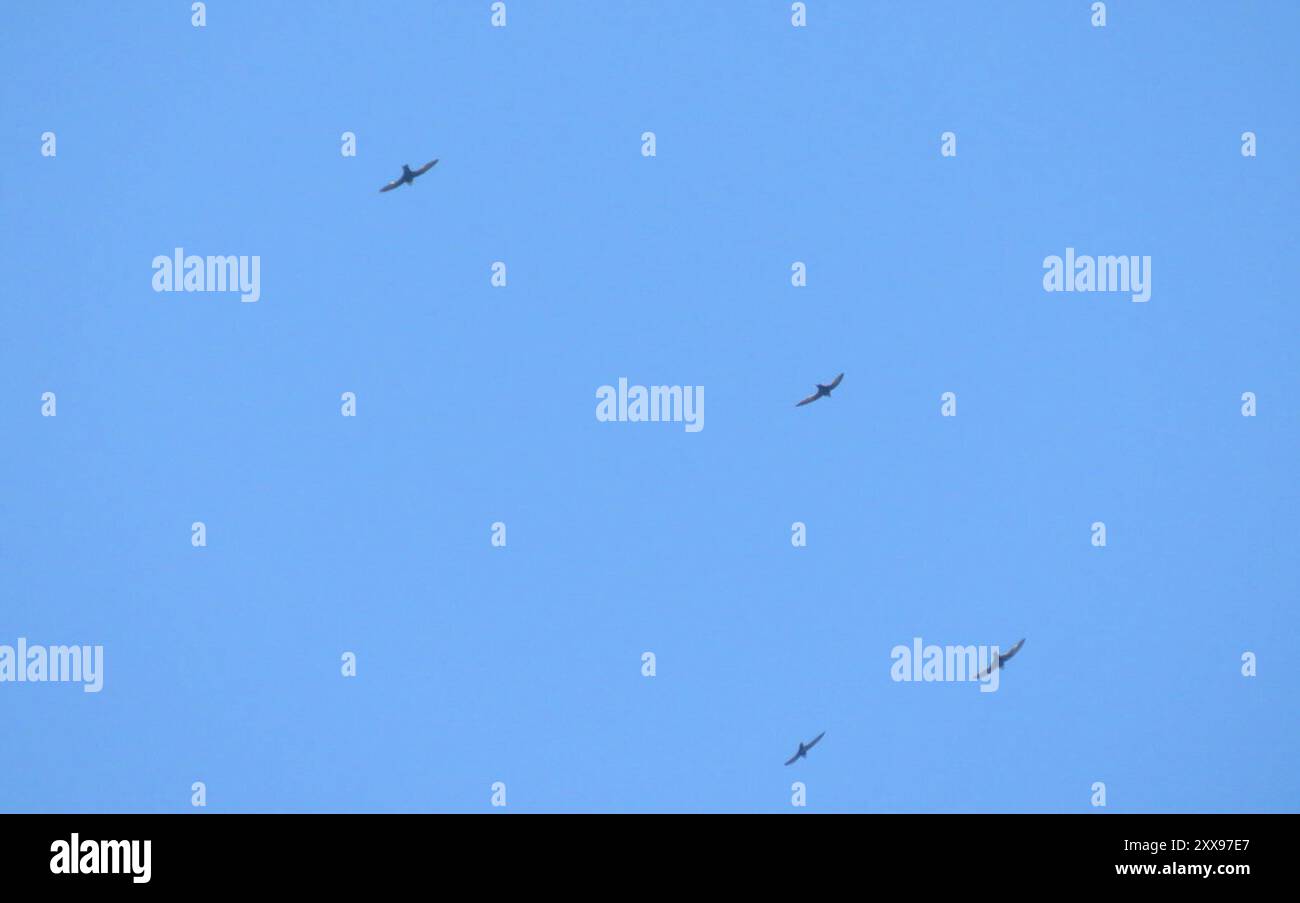 White-collared Swift (Streptoprocne zonaris) Aves Stock Photo - Alamy