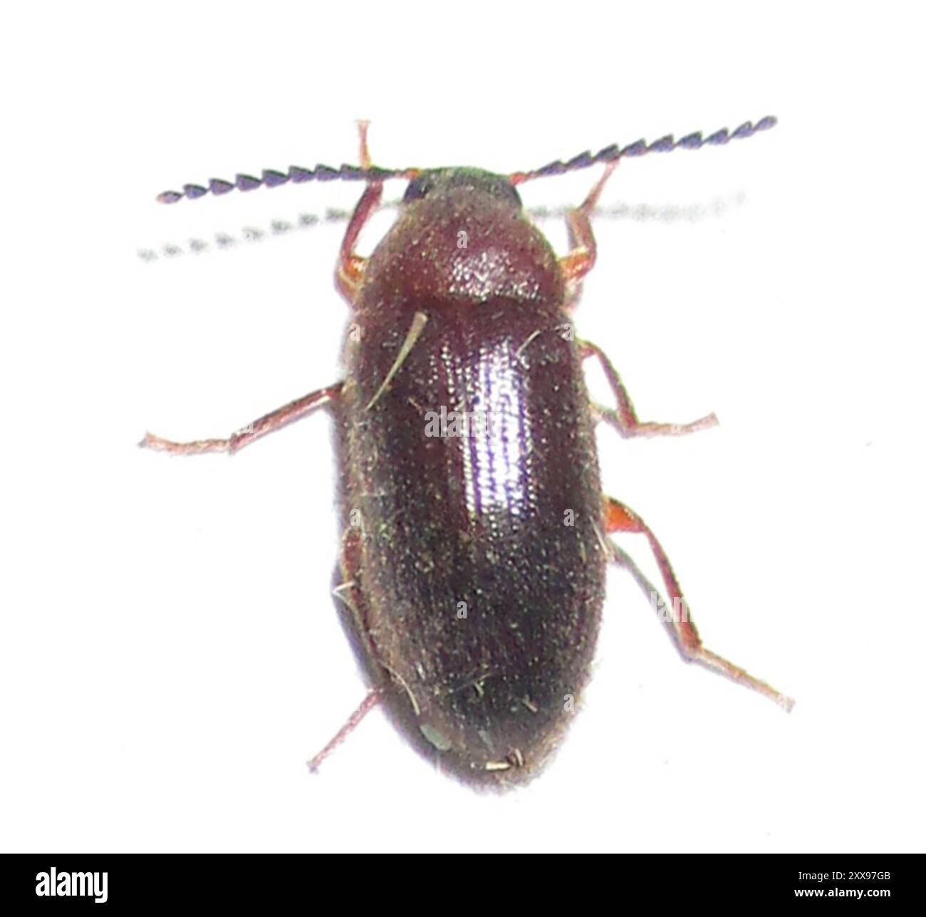 Comb-clawed Darkling Beetles (Alleculinae) Insecta Stock Photo - Alamy