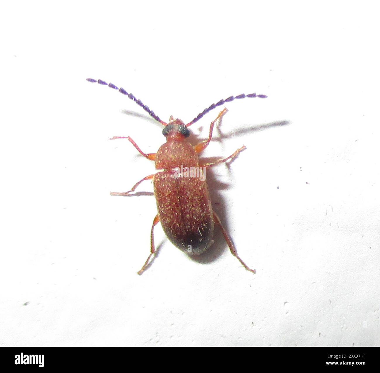 Comb-clawed Darkling Beetles (Alleculinae) Insecta Stock Photo - Alamy