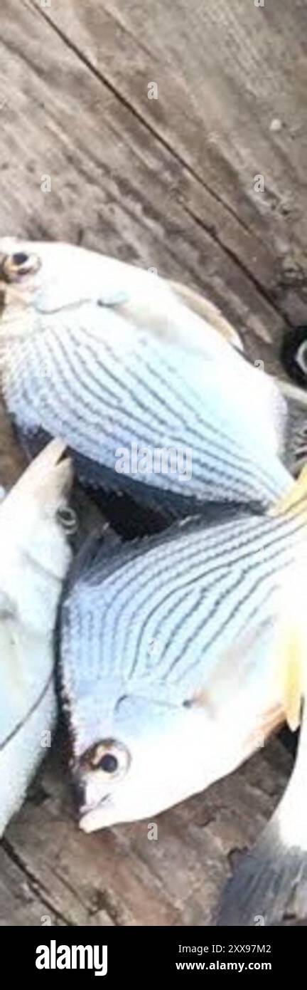 Ray-finned Fishes (Actinopterygii) Actinopterygii Stock Photo - Alamy