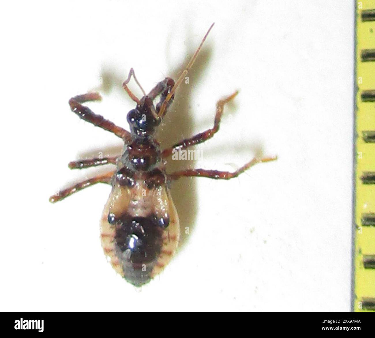 Assassin Bugs (Reduviidae) Insecta Stock Photo - Alamy