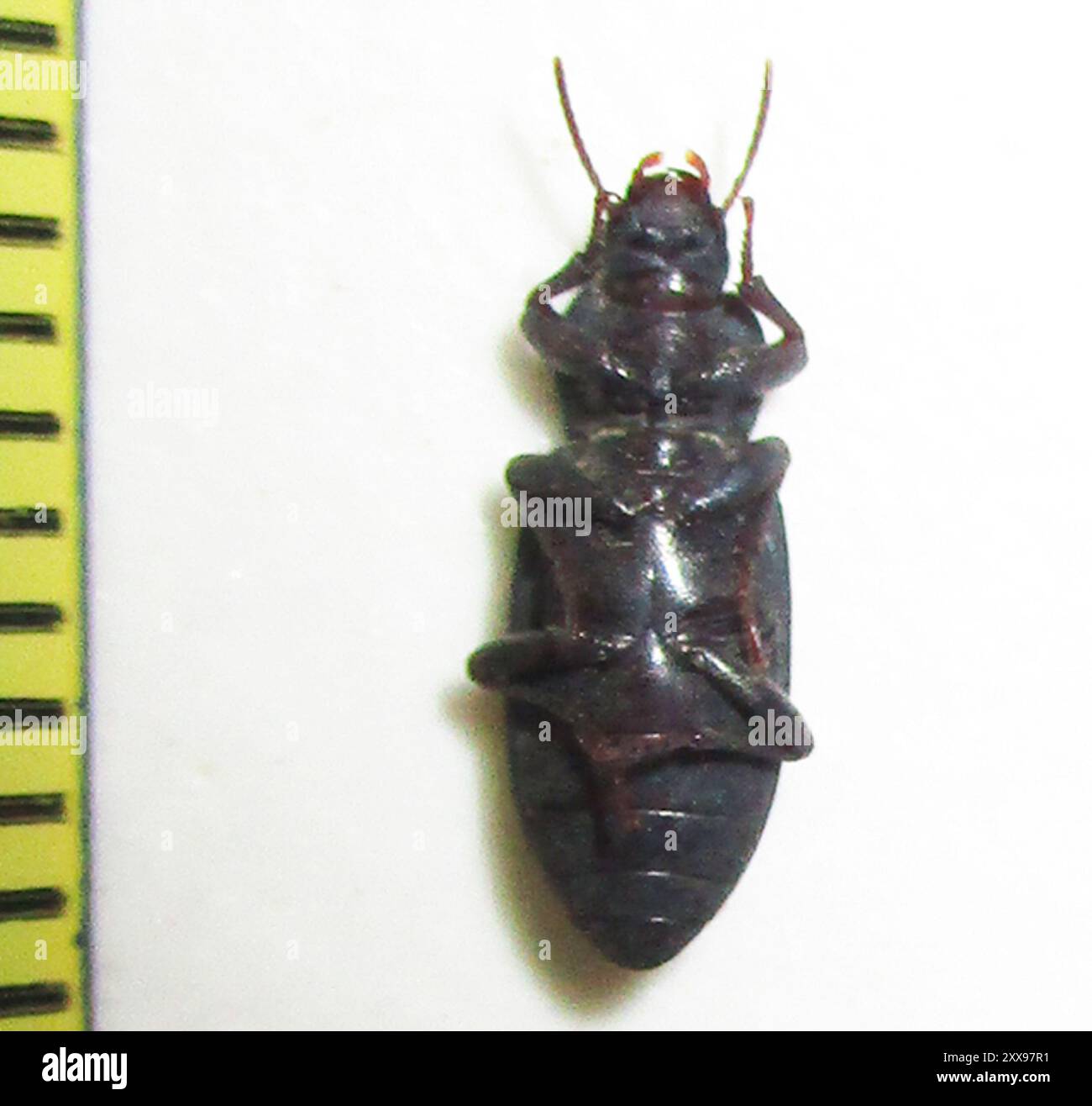 Darkling Beetles (Tenebrionidae) Insecta Stock Photo - Alamy