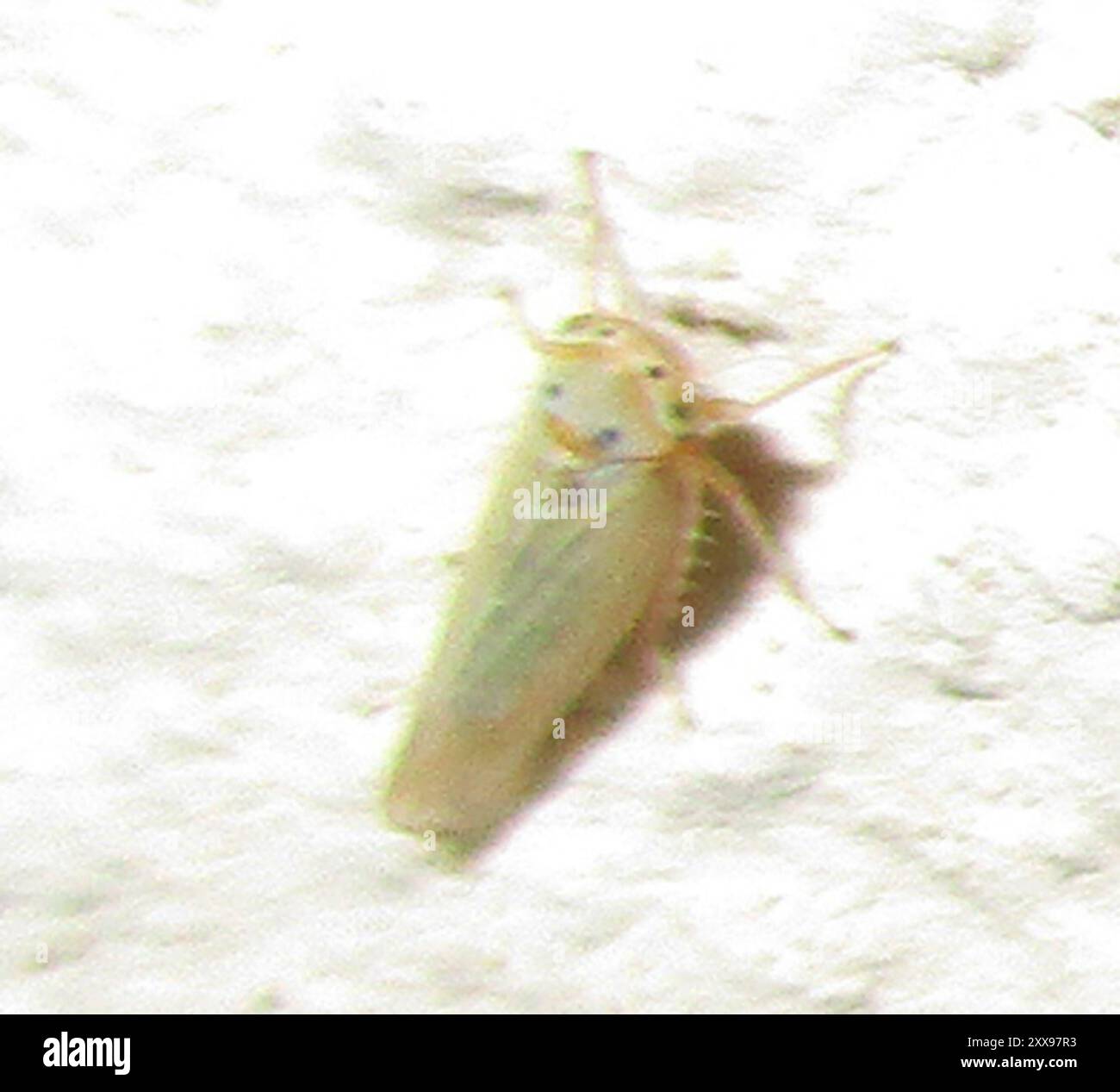 Typical Leafhoppers (Cicadellidae) Insecta Stock Photo - Alamy