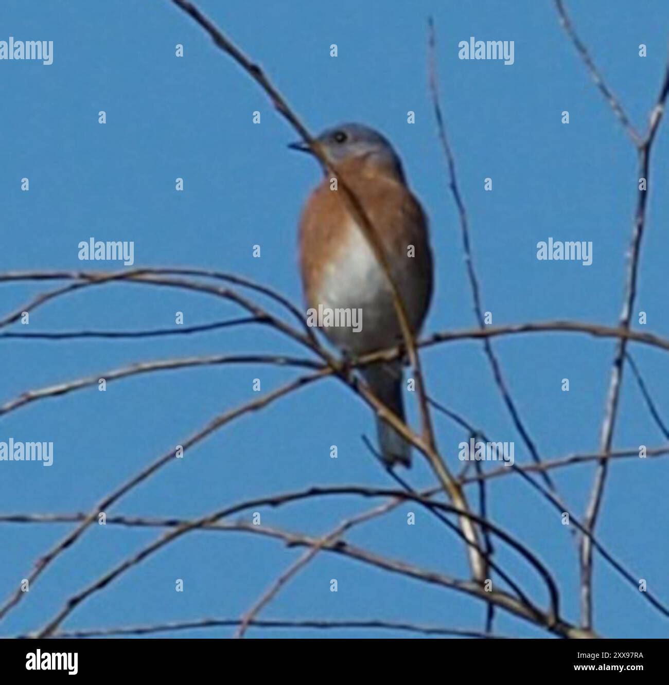 Eastern Bluebird (Sialia sialis) Aves Stock Photo - Alamy