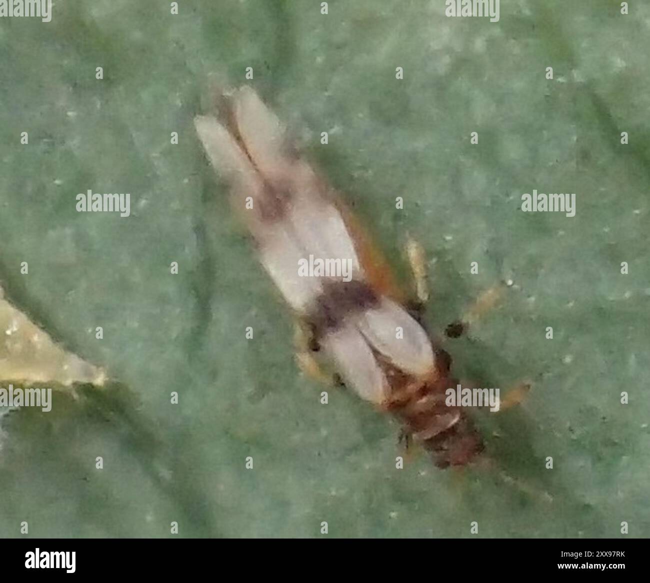 Common Thrips (Thripidae) Insecta Stock Photo - Alamy