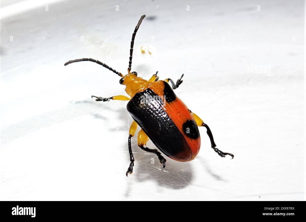 Dendrobium Beetle (Stethopachys formosa) Insecta Stock Photo - Alamy
