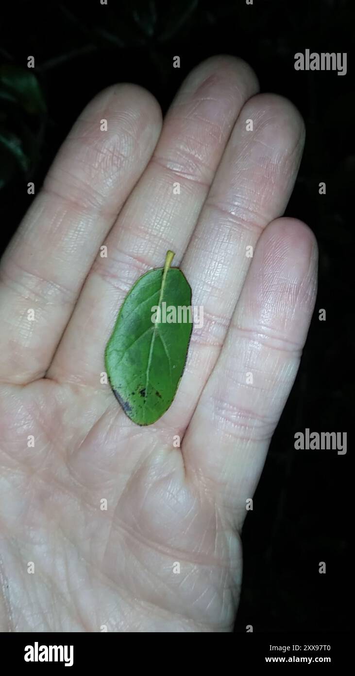 Myrtle Oak (Quercus myrtifolia) Plantae Stock Photo - Alamy