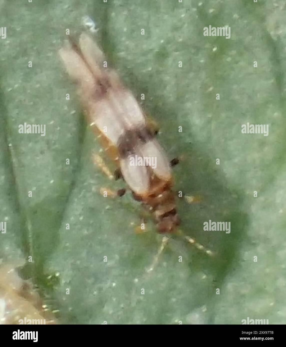 Common Thrips (Thripidae) Insecta Stock Photo - Alamy