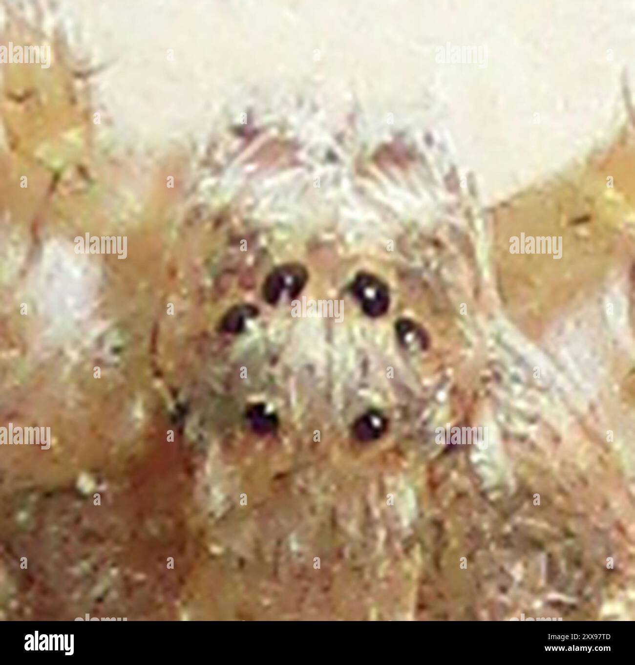 Huntsman Spiders (Sparassidae) Arachnida Stock Photo - Alamy