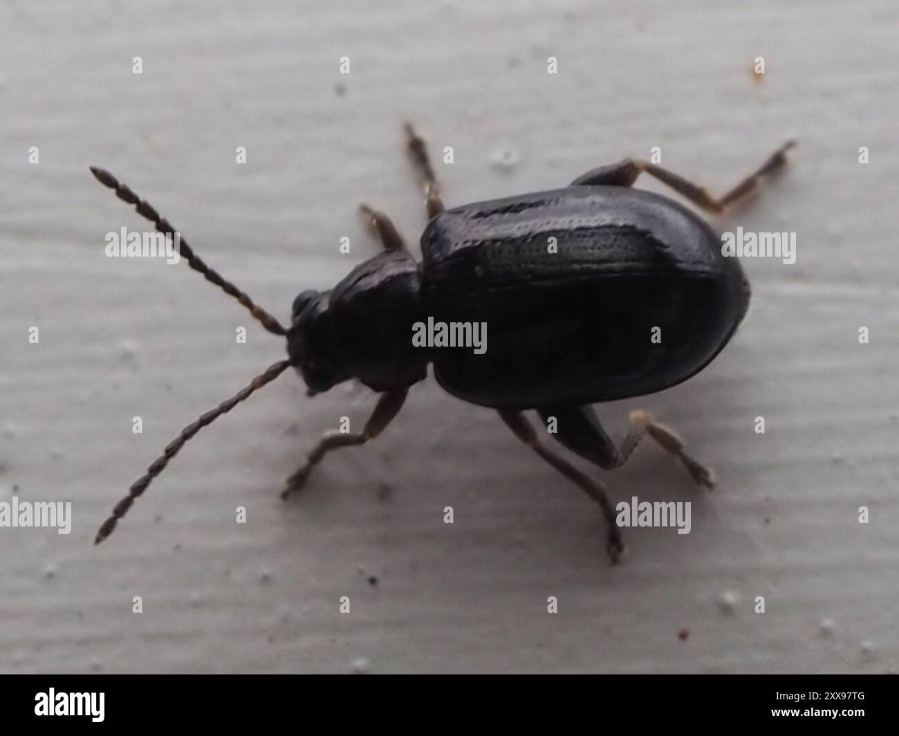 Flea Beetles (Alticini) Insecta Stock Photo - Alamy