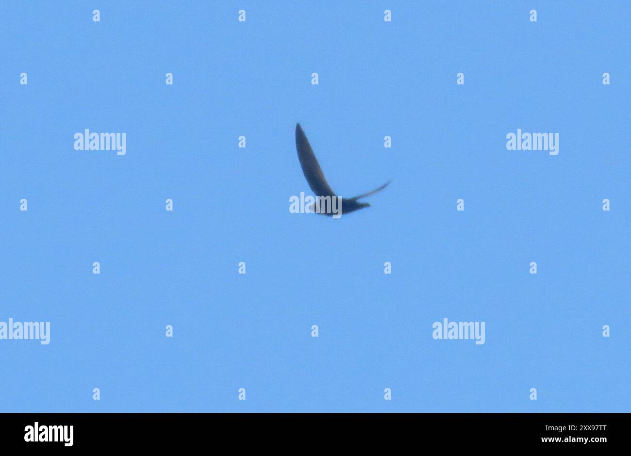 White-collared Swift (Streptoprocne zonaris) Aves Stock Photo - Alamy