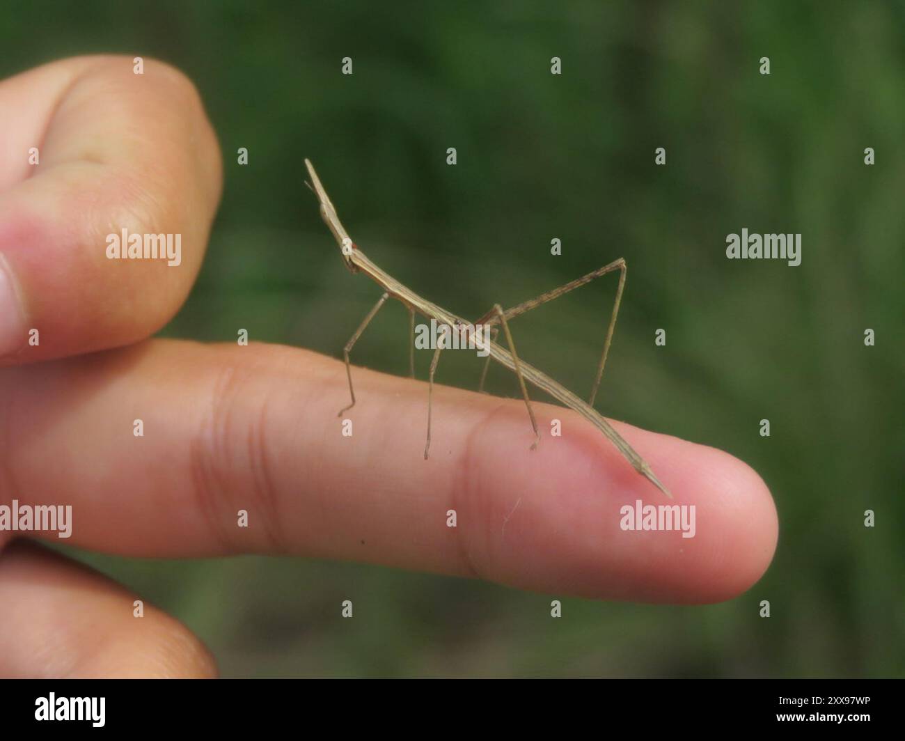 Neotropical Stick Grasshoppers (Proscopiidae) Insecta Stock Photo - Alamy