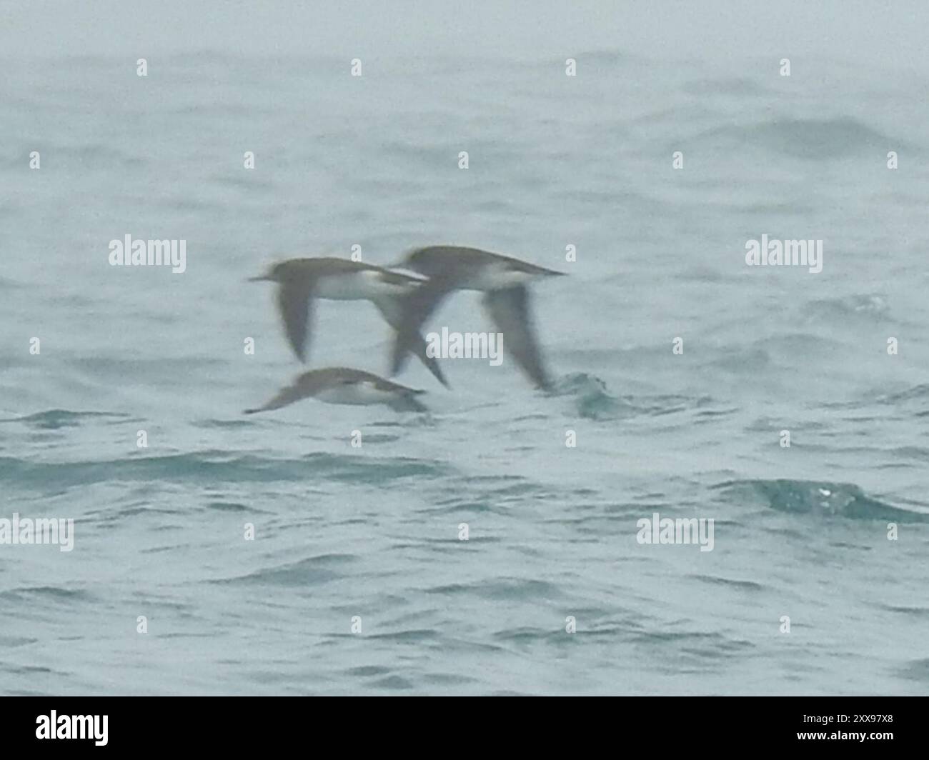 Hutton's Shearwater (Puffinus huttoni) Aves Stock Photo - Alamy