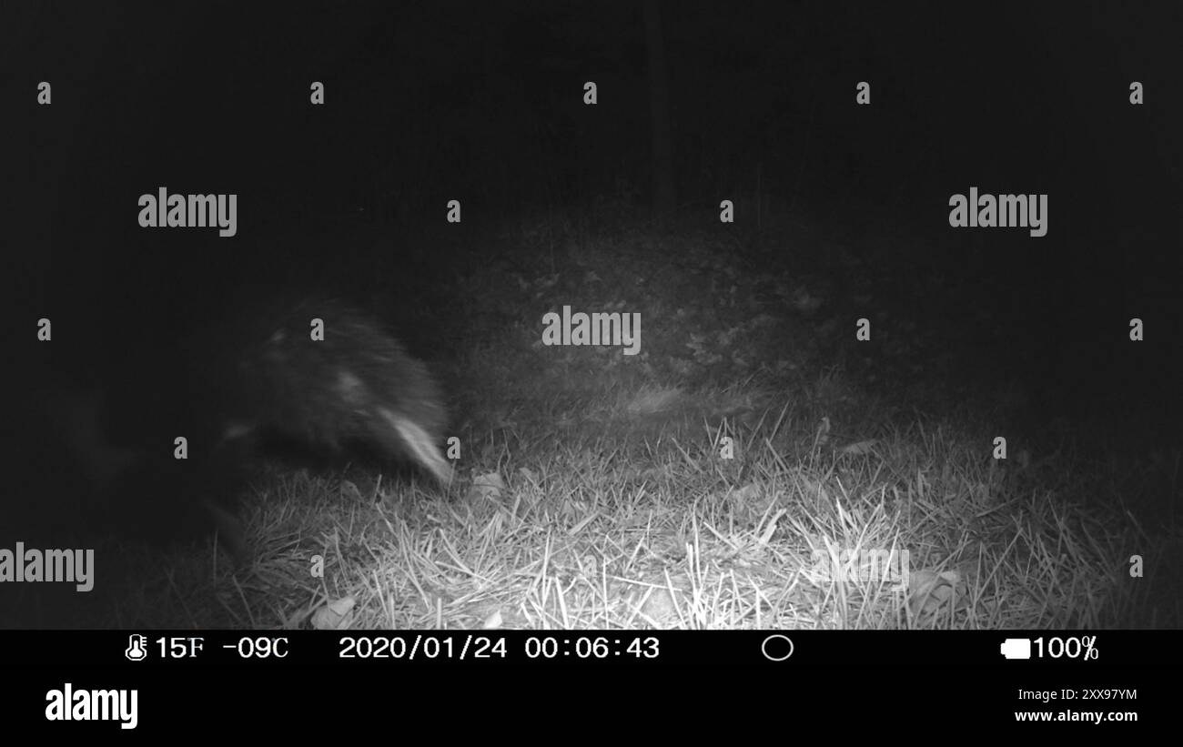 Striped Skunk (Mephitis mephitis) Mammalia Stock Photo - Alamy