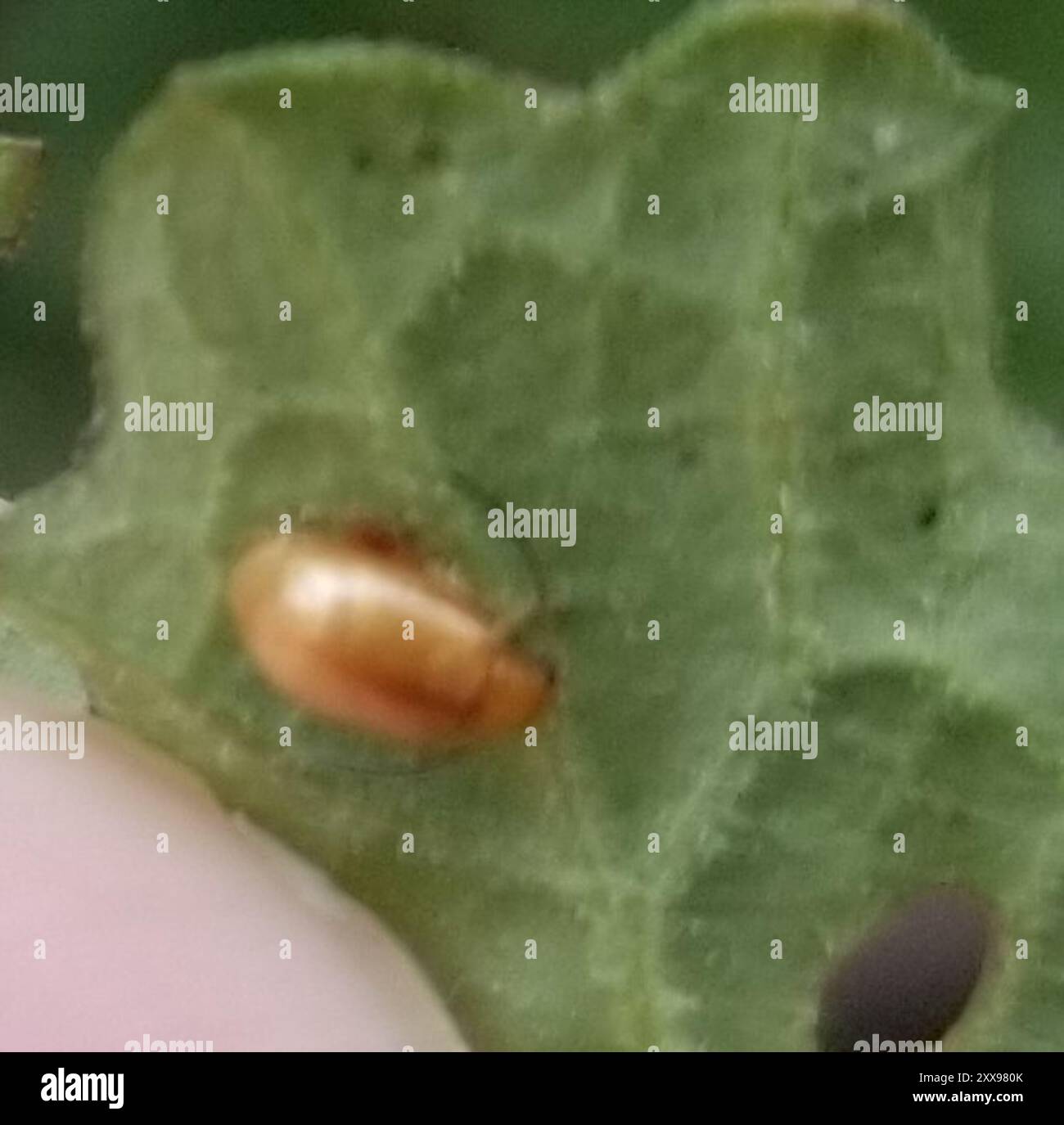 Skeletonizing Leaf and Flea Beetles (Galerucinae) Insecta Stock Photo ...