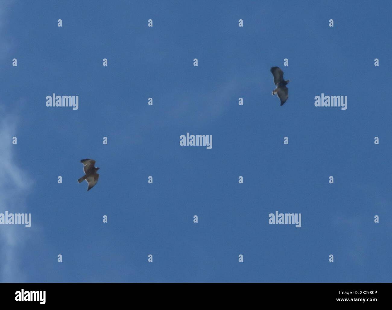 Variable Hawk (Geranoaetus polyosoma) Aves Stock Photo - Alamy