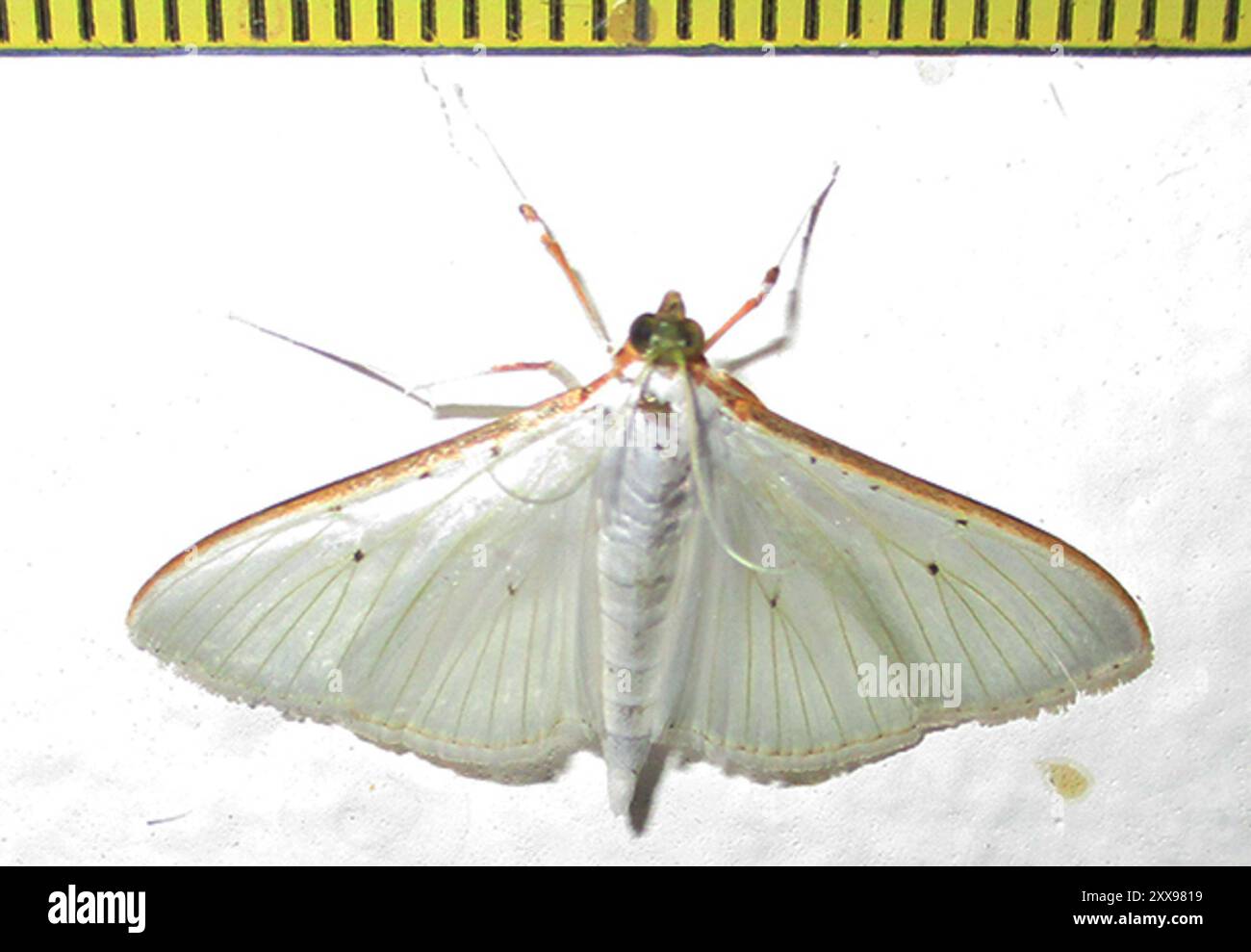 Jasmine Moth (Palpita vitrealis) Insecta Stock Photo - Alamy