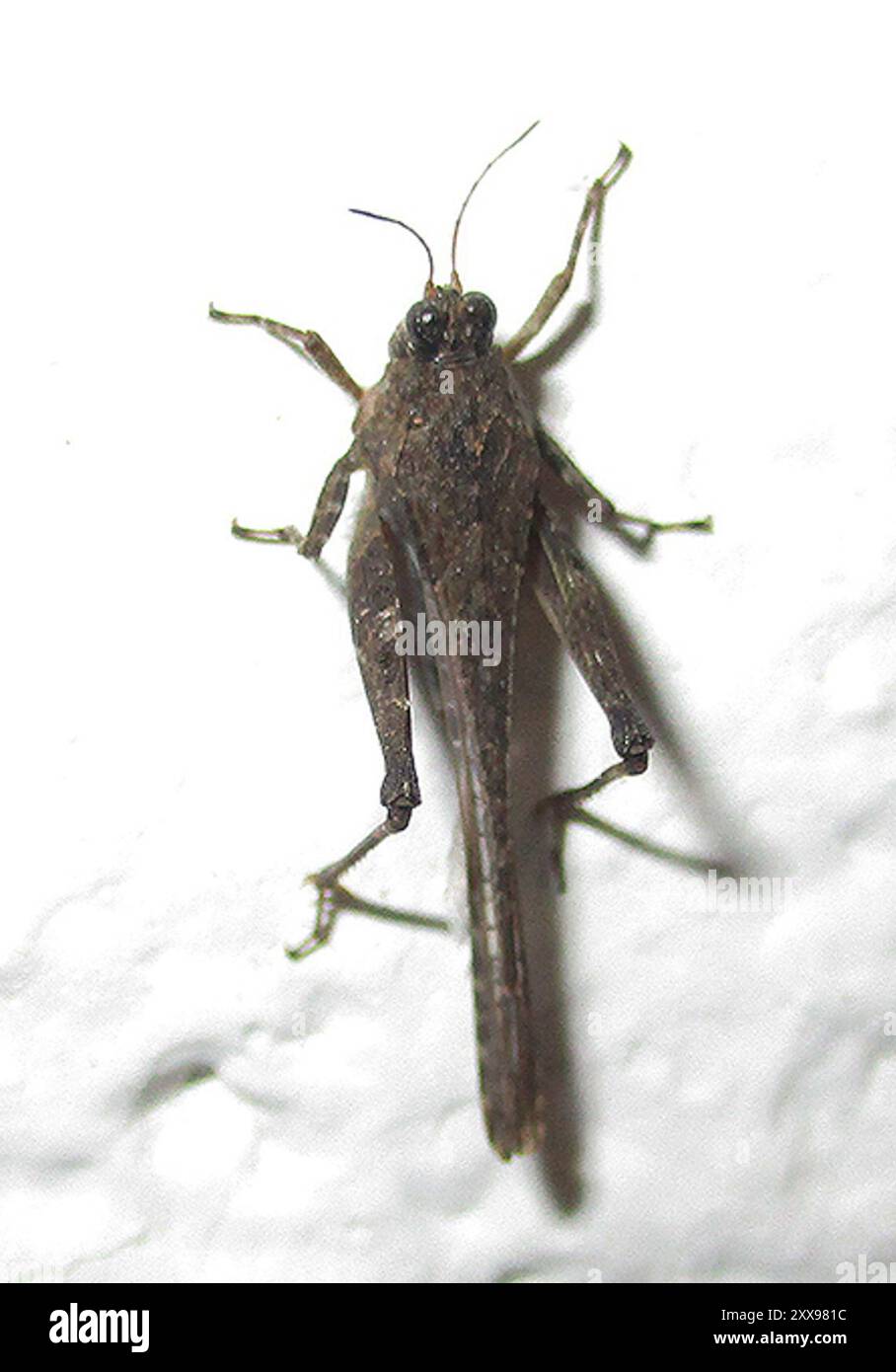 Pygmy Grasshoppers (Tetrigidae) Insecta Stock Photo - Alamy
