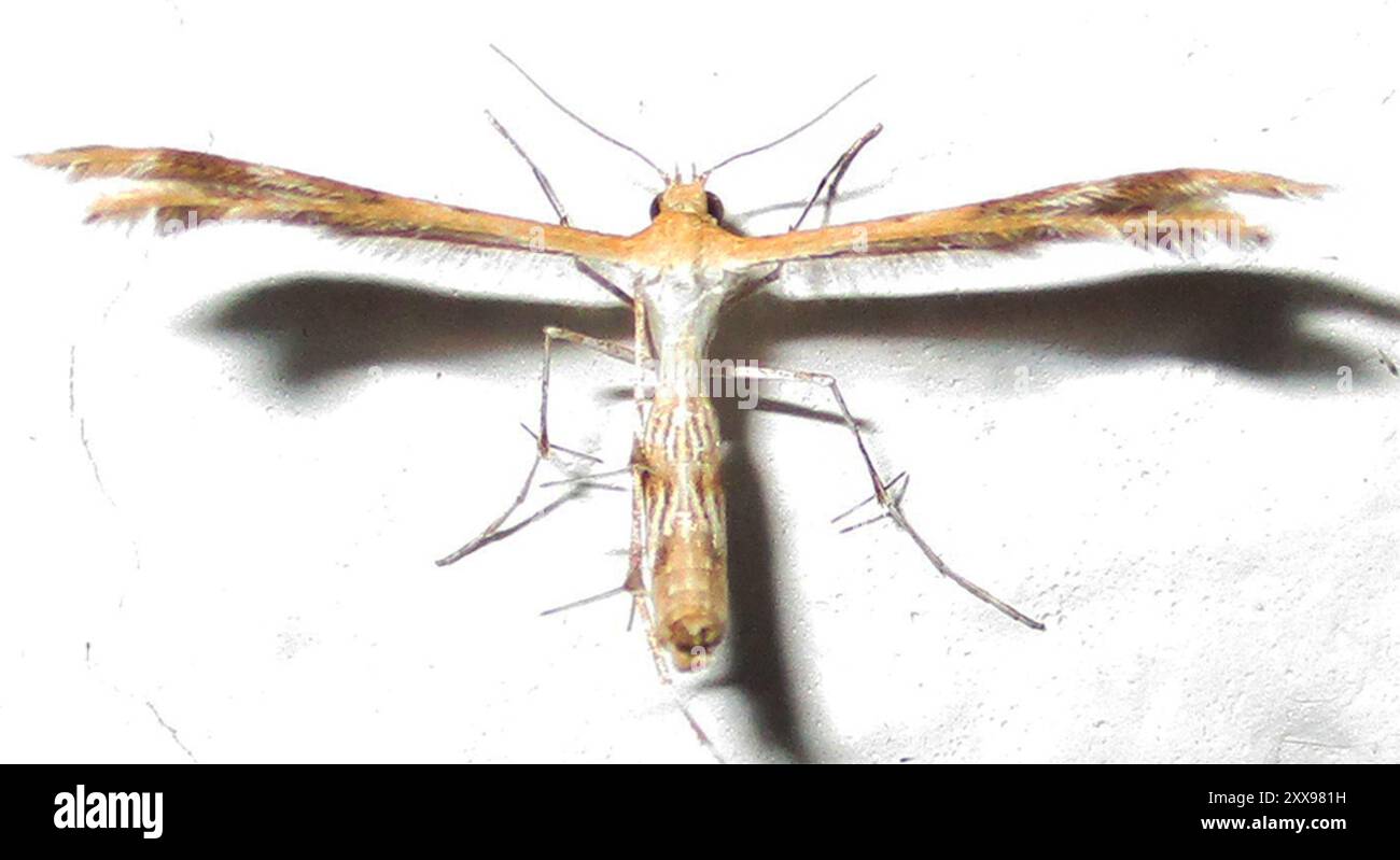 Plume Moths (Pterophoridae) Insecta Stock Photo - Alamy