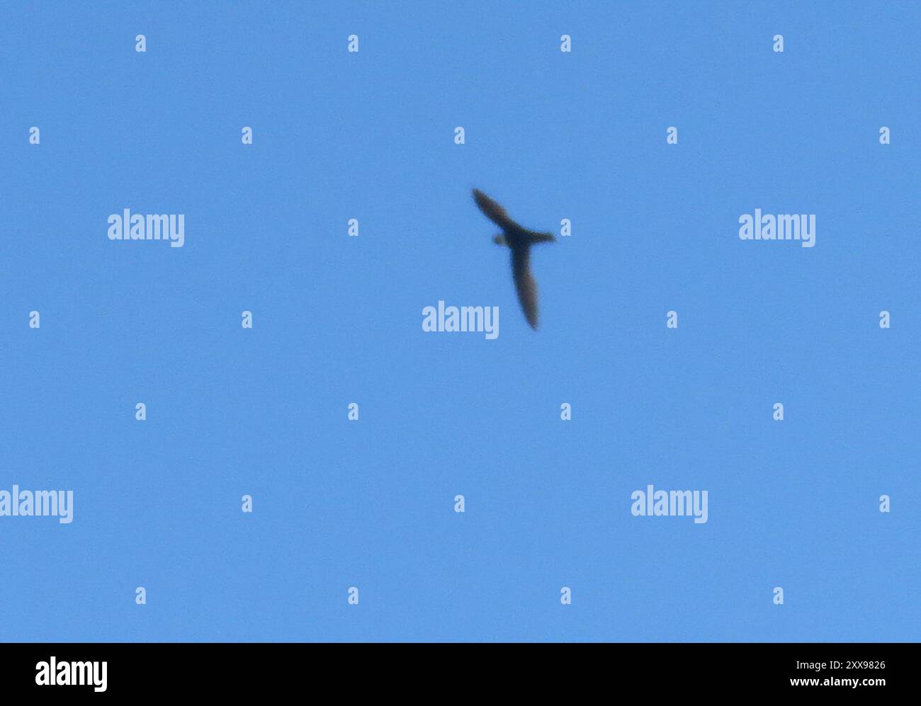 White-collared Swift (Streptoprocne zonaris) Aves Stock Photo - Alamy