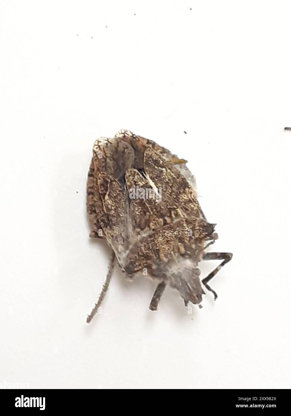 Rough Stink Bugs (Brochymena) Insecta Stock Photo - Alamy